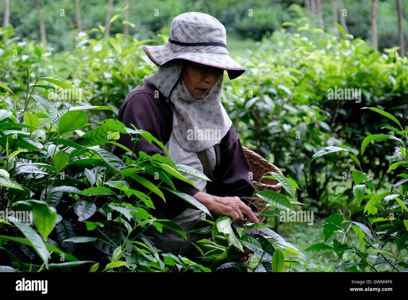 Tea plucker plucking tea leaves in Araksa Tea plantation located in Mae ...