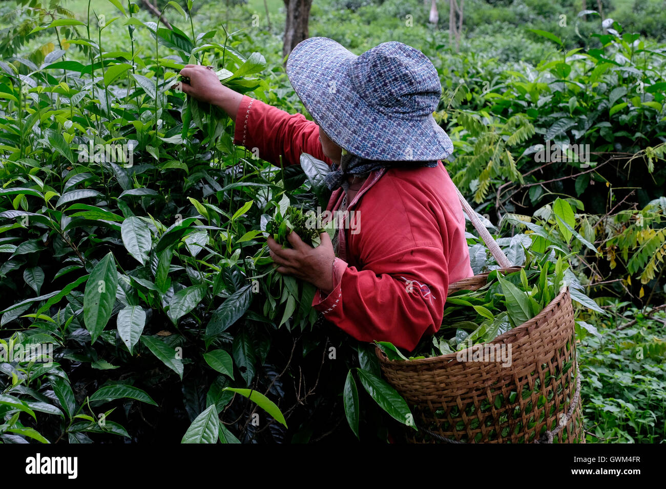 Tea plucker carrying a bamboo basket plucking tea leaves in Araksa Tea ...