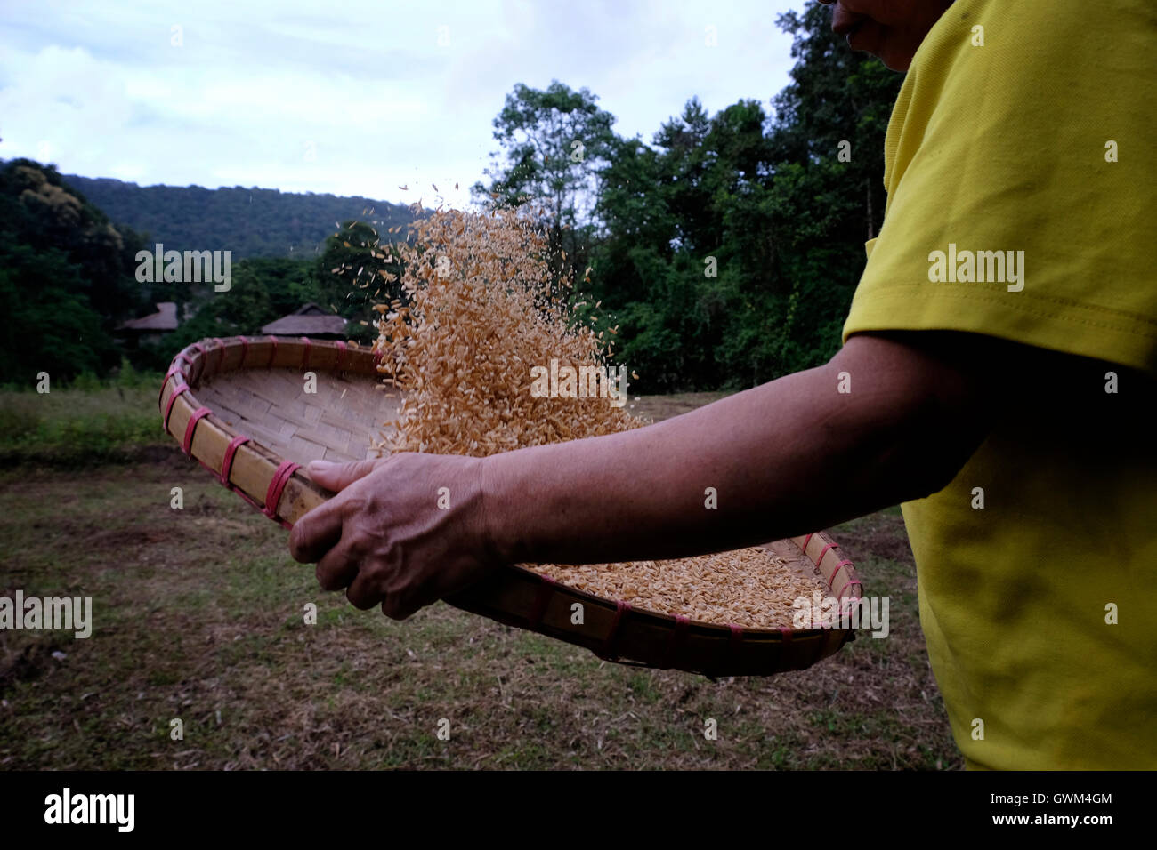 A Thai villager threshing and winding harvested rice in traditional way ...