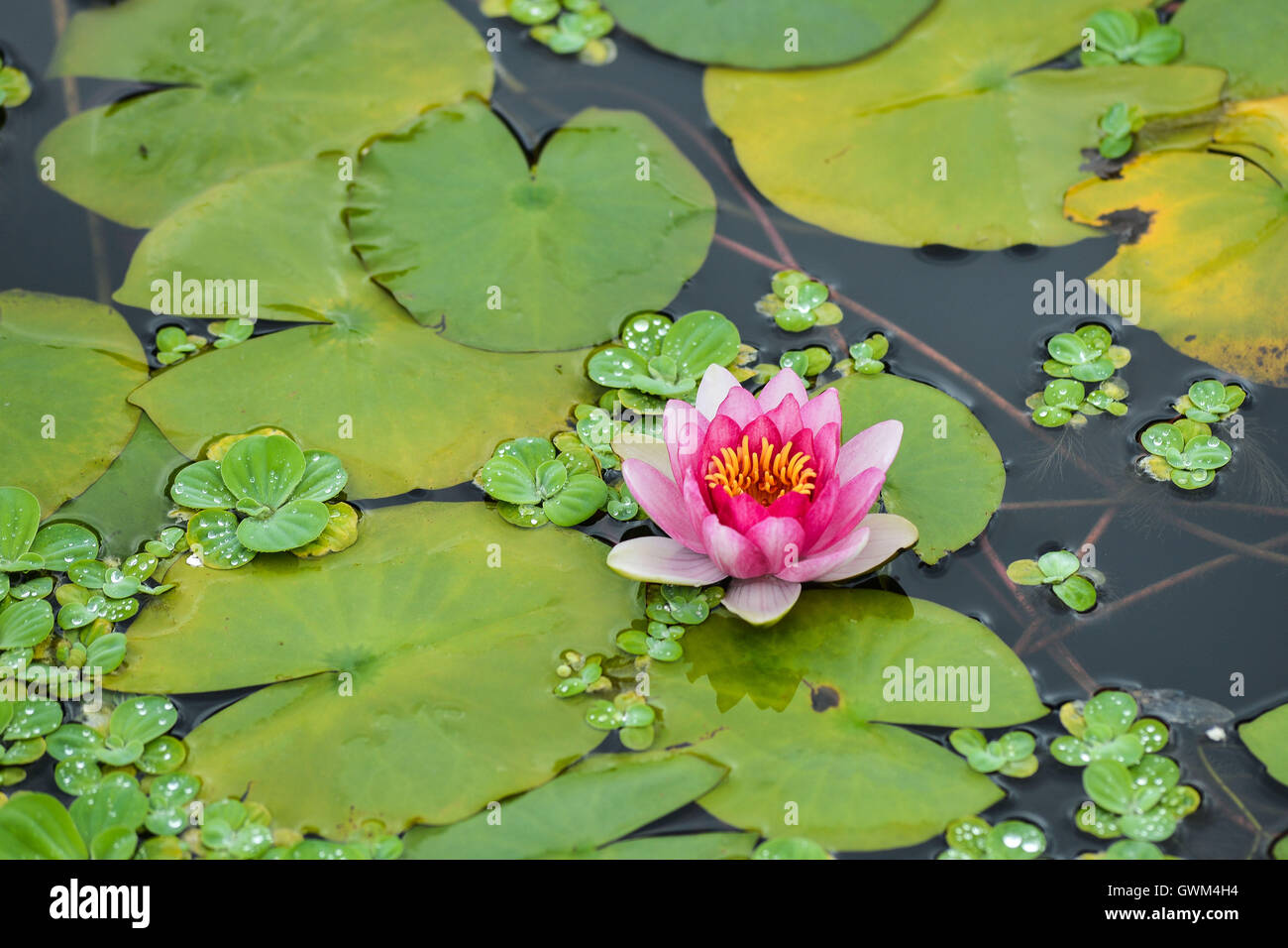 Lotus flower on water Stock Photo - Alamy