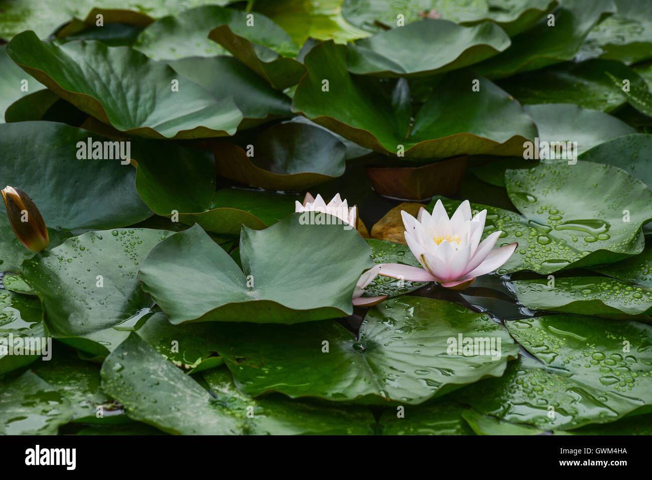 Lotus flower on water Stock Photo - Alamy