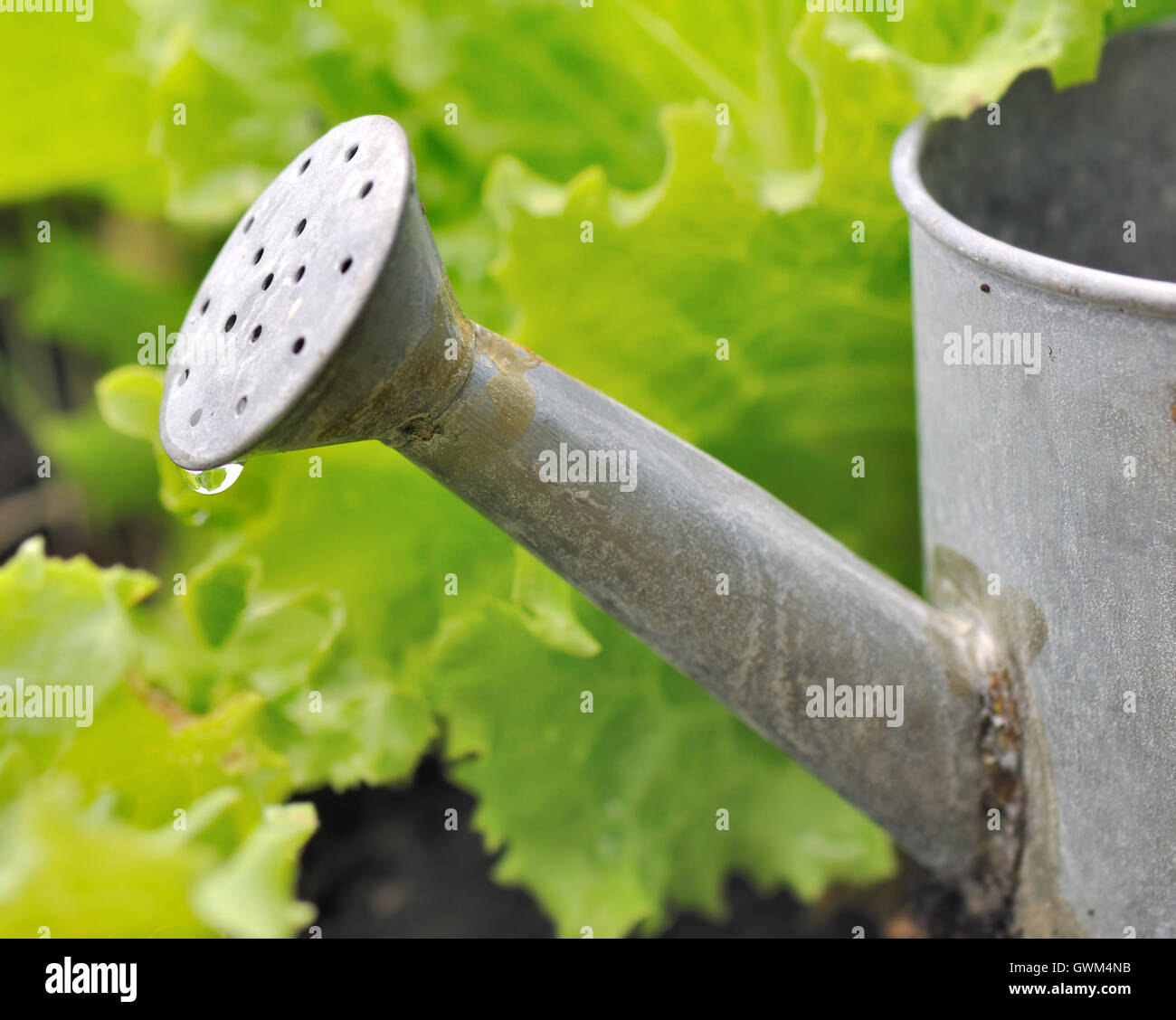 watering can with a water drop among lettuce in a garden Stock Photo ...