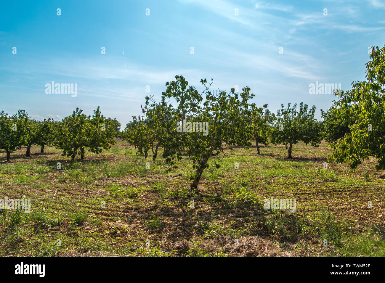 cherry tree field sky italy puglia south Stock Photo - Alamy