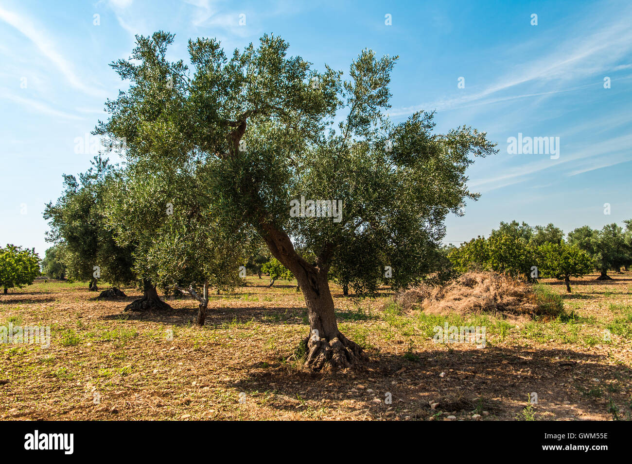 olive tree field sky italy puglia south Stock Photo - Alamy