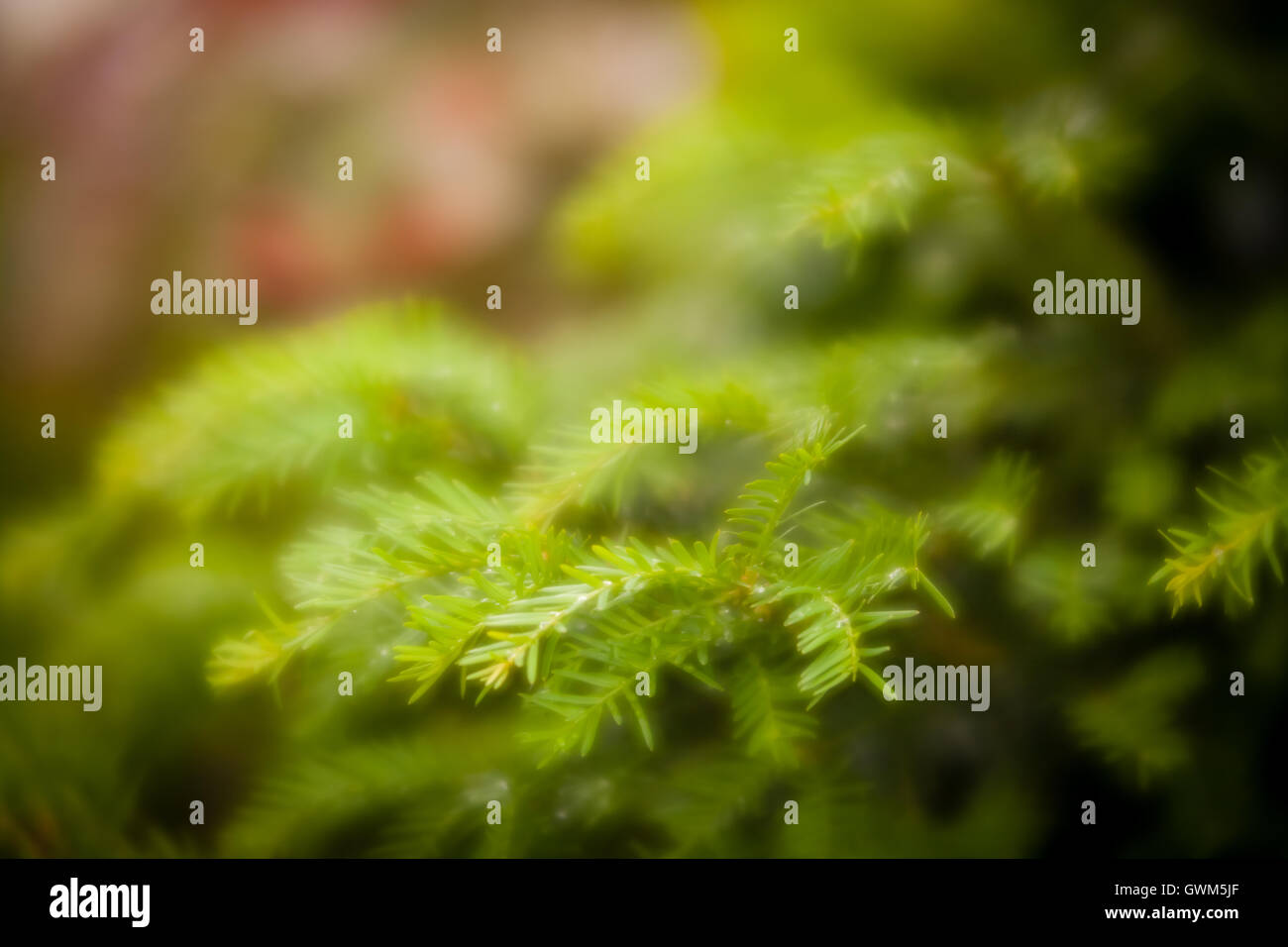 Soft focused detail of a pine tree growing in a forest Stock Photo - Alamy