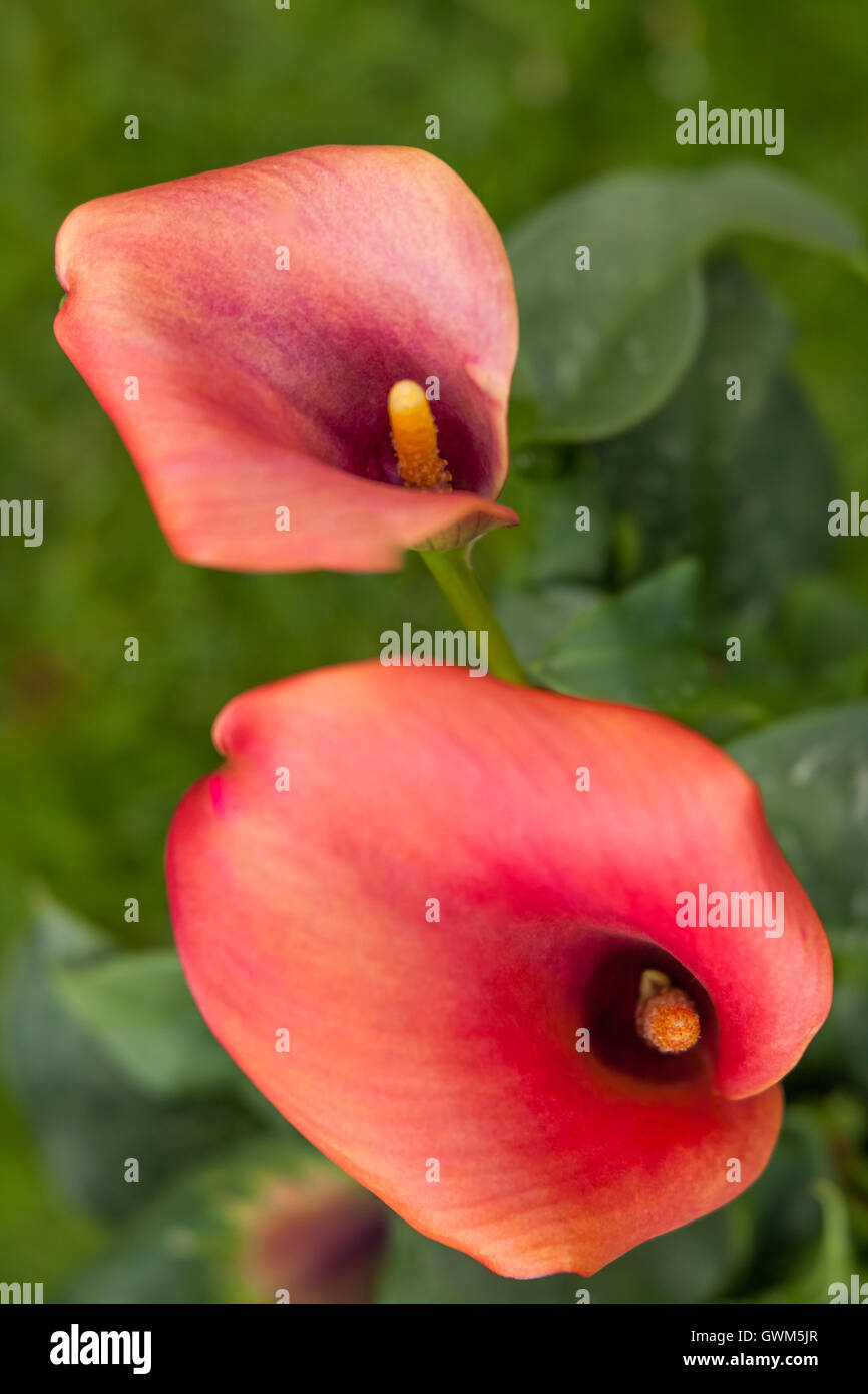 Red calla lily flowers hi-res stock photography and images - Alamy