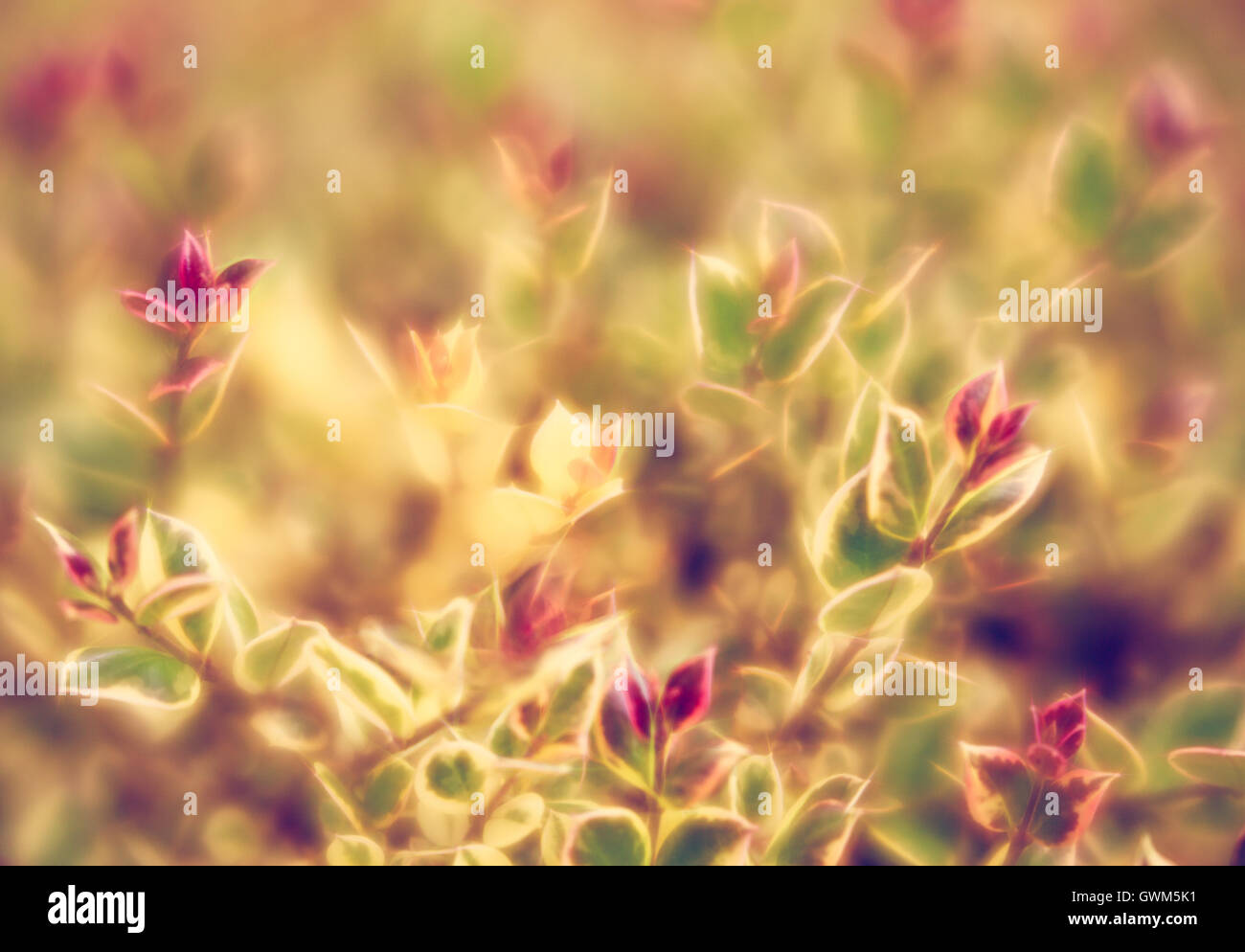 Magical shining leaves of the weigela flower Stock Photo - Alamy