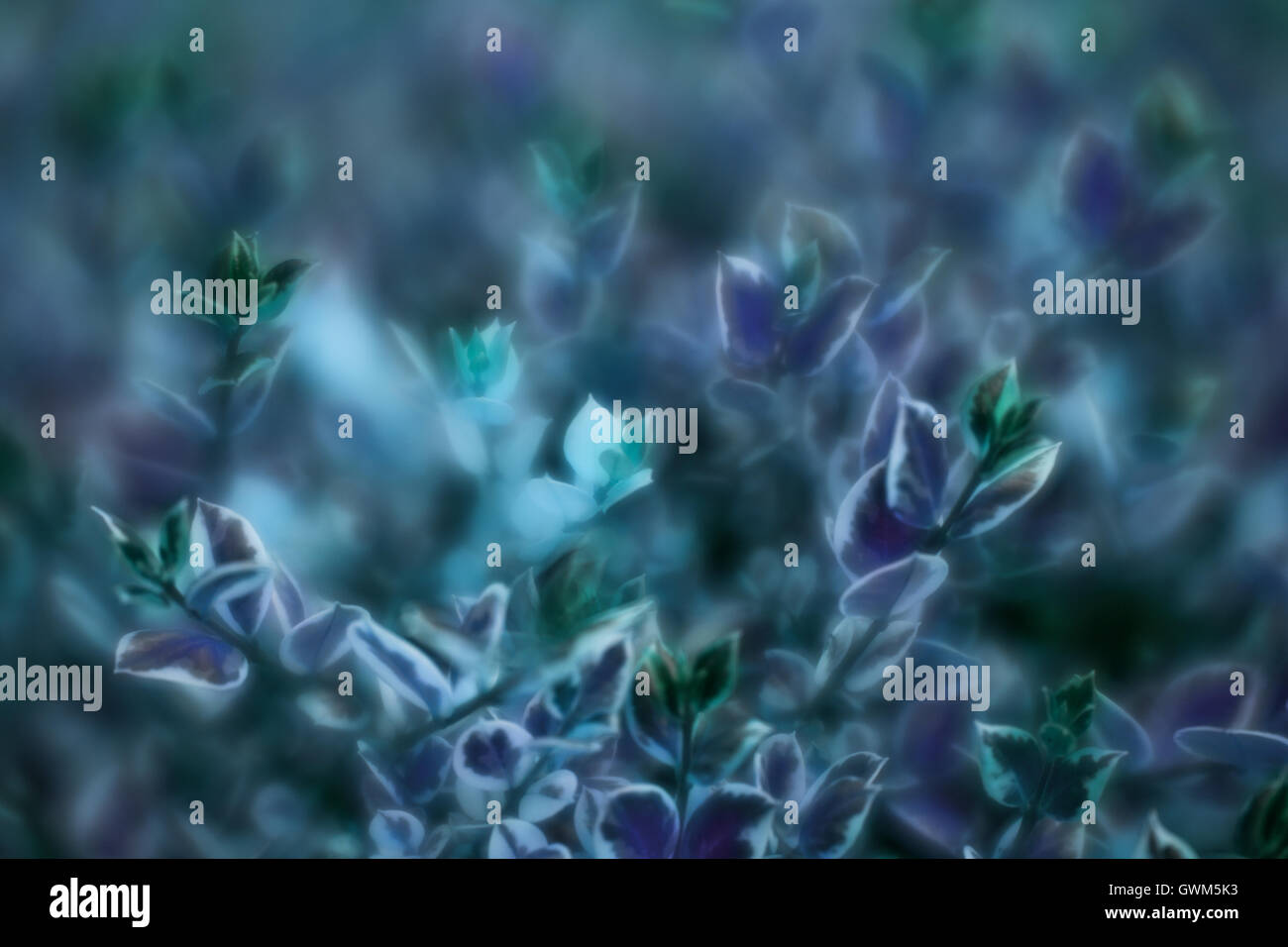 Magical shining leaves of the weigela flower at night Stock Photo - Alamy