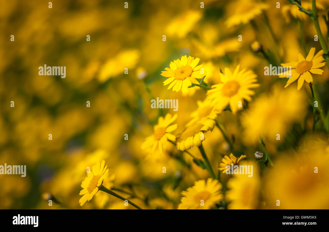 Close-up of beautiful yellow aster wildflowers in a field in England ...
