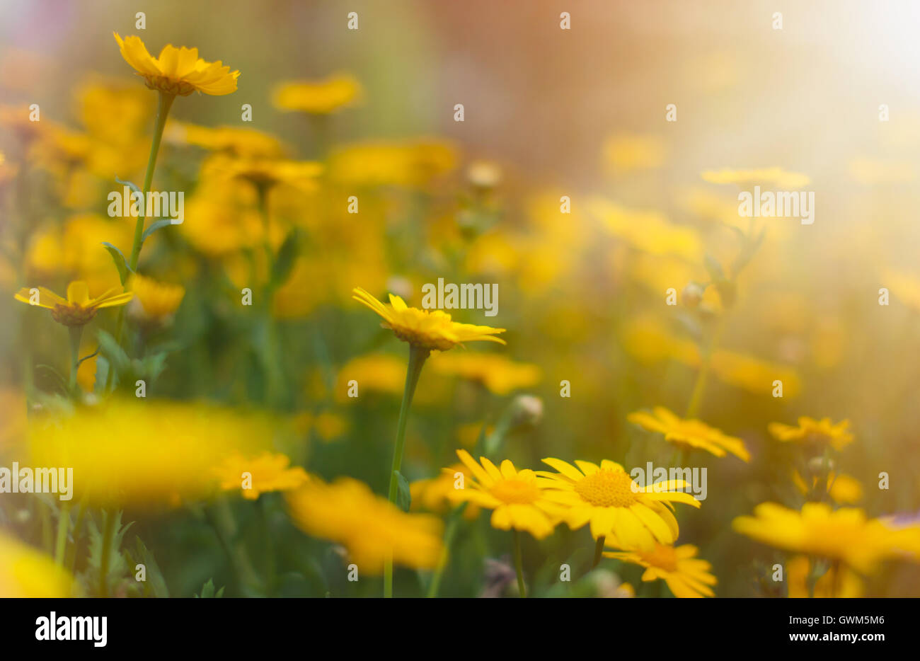 Aster wildflowers hi-res stock photography and images - Alamy