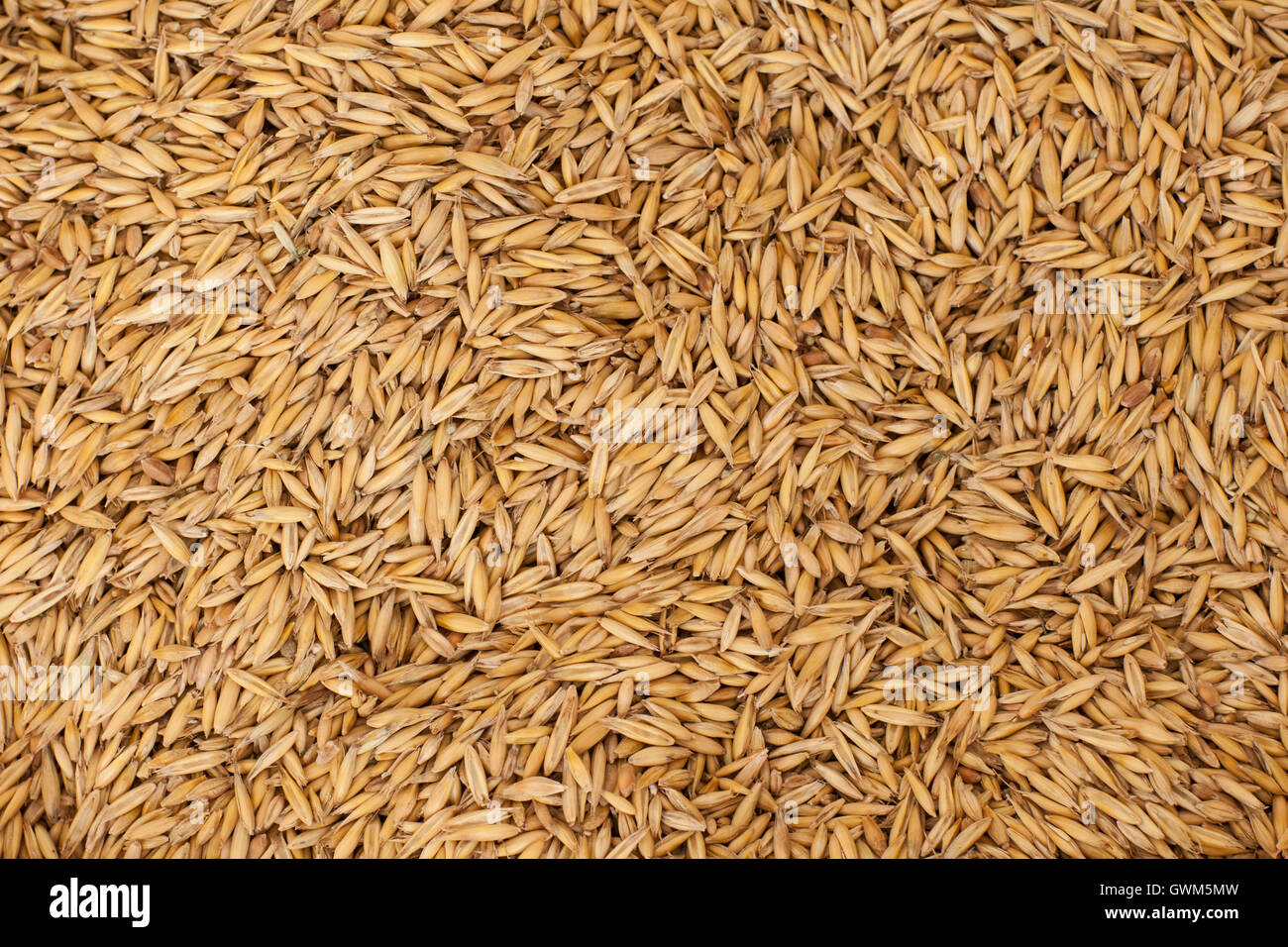 Grain detail, oat seeds Stock Photo - Alamy
