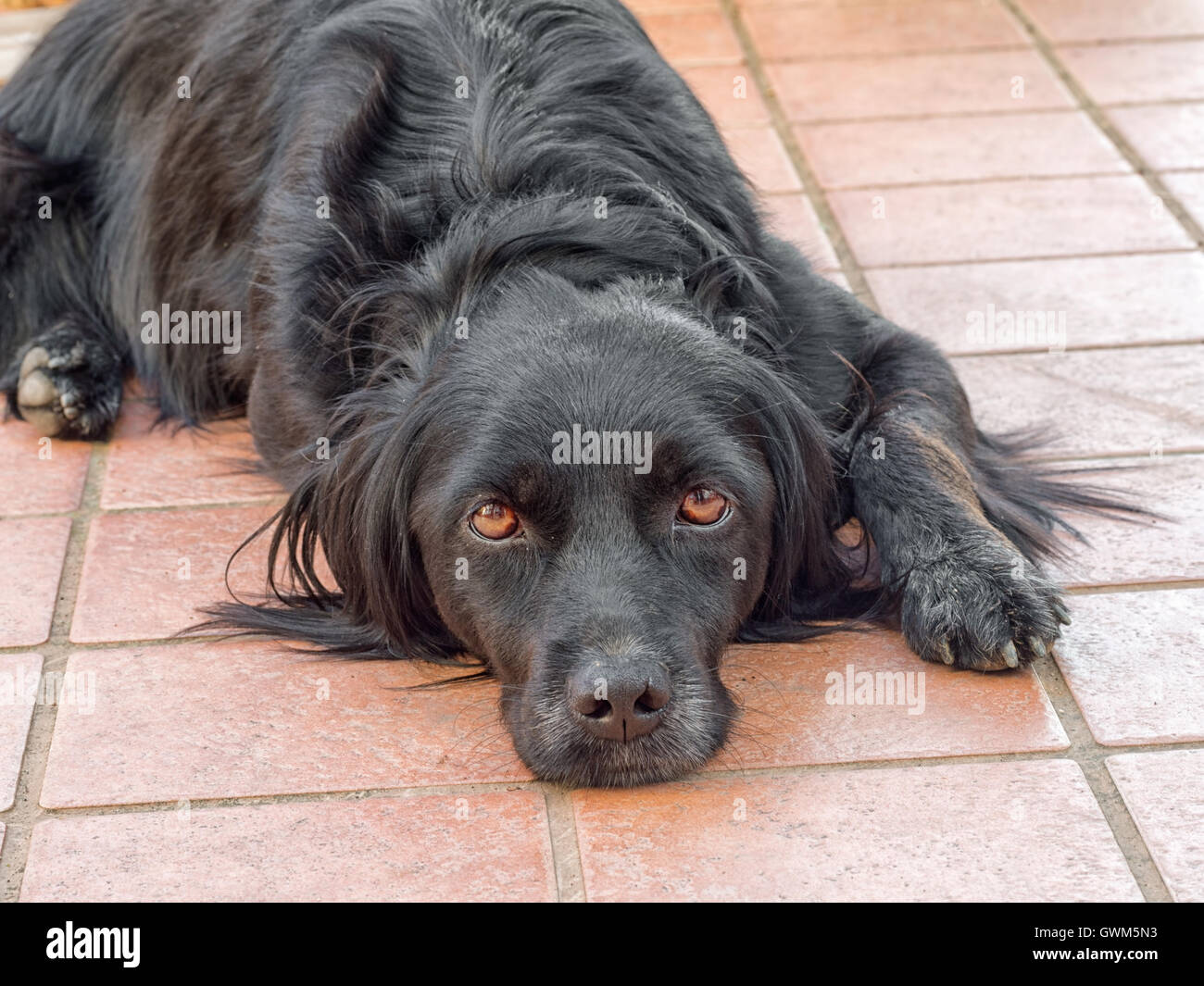 Black dog lying down with expressive eyes Stock Photo - Alamy