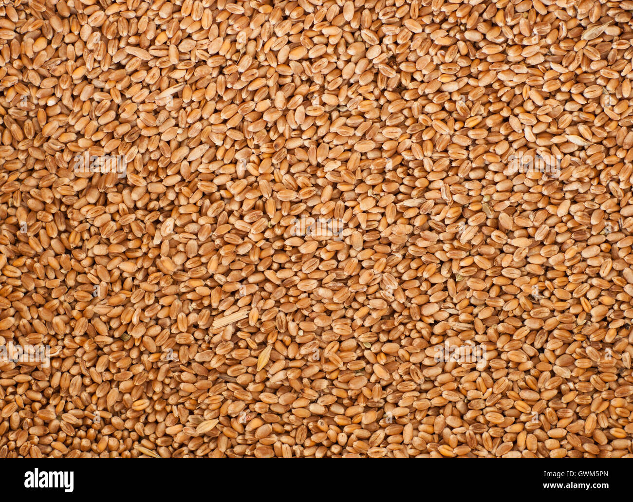 Grain detail, wheat seeds Stock Photo - Alamy