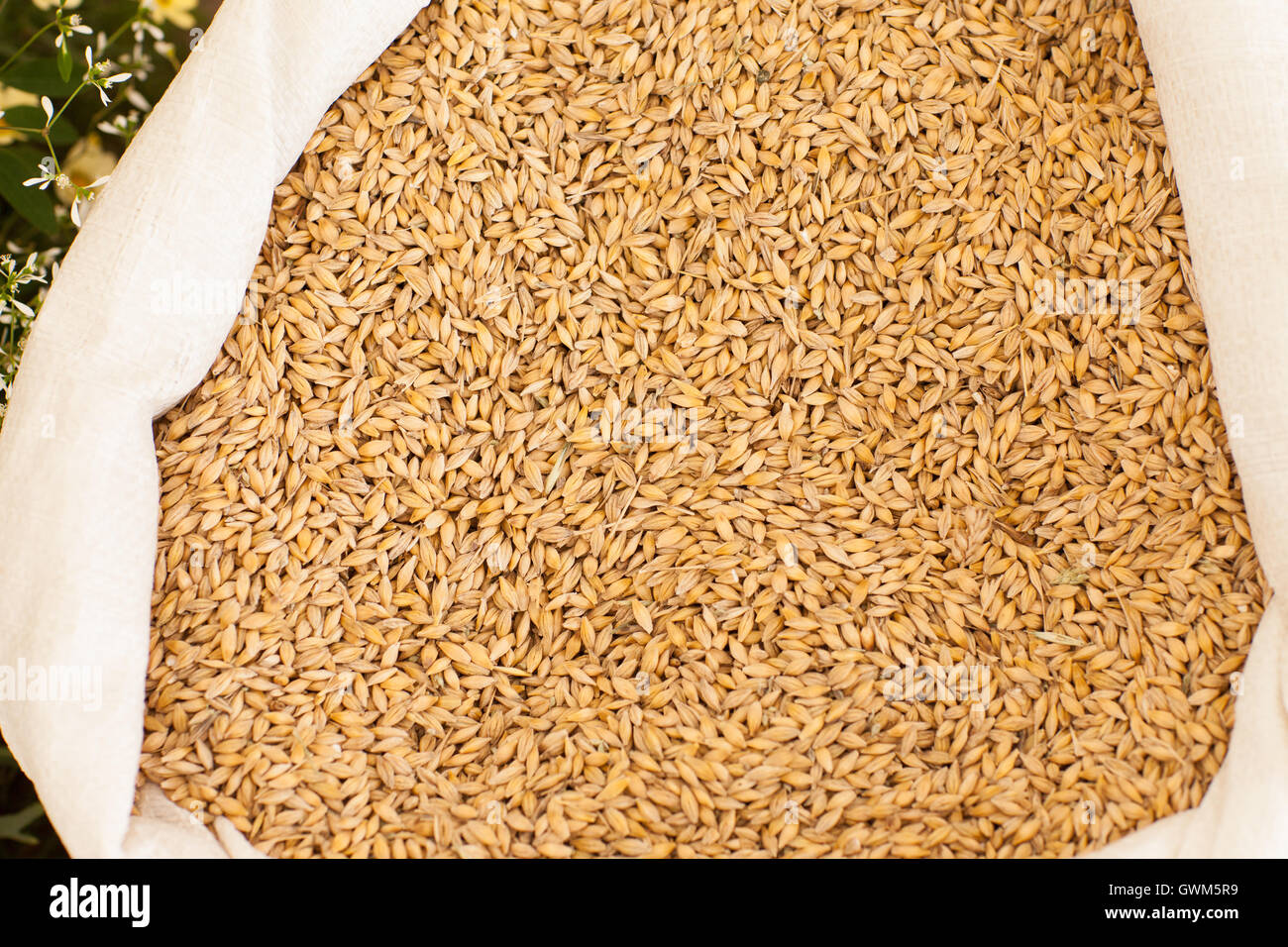 Grain detail, oat seeds Stock Photo - Alamy