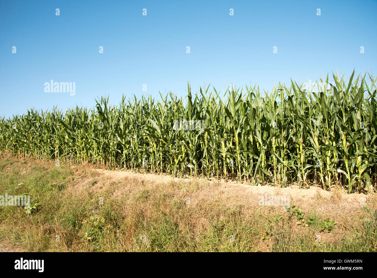 Fodder maize hi-res stock photography and images - Alamy