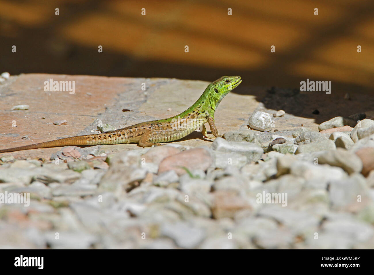 Italian Wall Lizard Latin name podarcis sicula muralis scuttling across ...