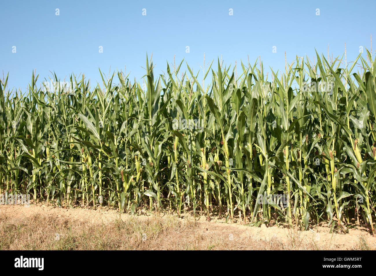 Pace Alencon France - Maize growing in a field on farmland in the ...
