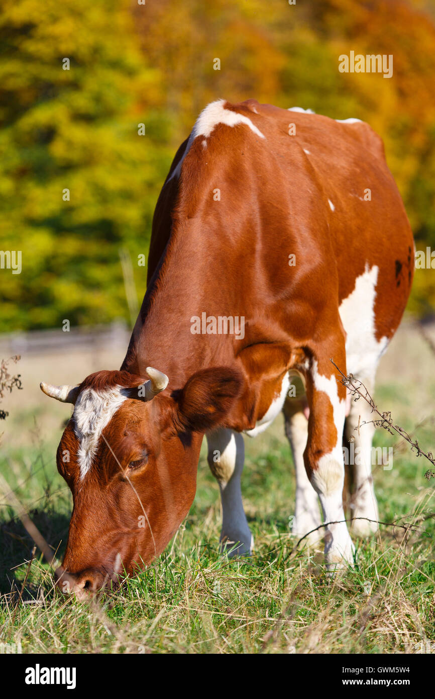 Single cow grazes in field. Blazing orange maple tree highlights green ...