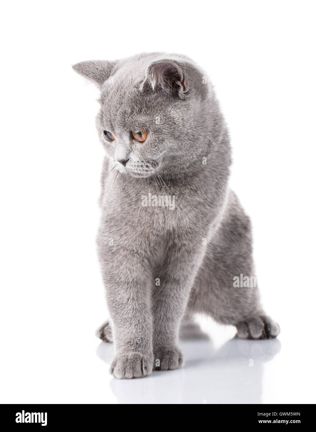 Grey scottish fold cat hi-res stock photography and images - Alamy