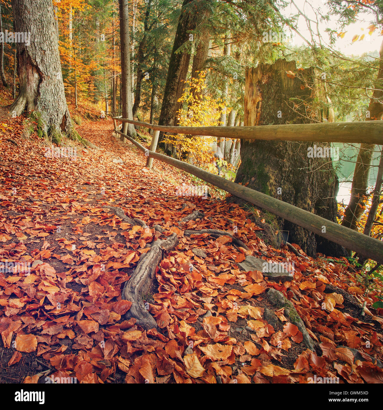 Trail covered fallen autumn leaves is lined with trees displaying ...