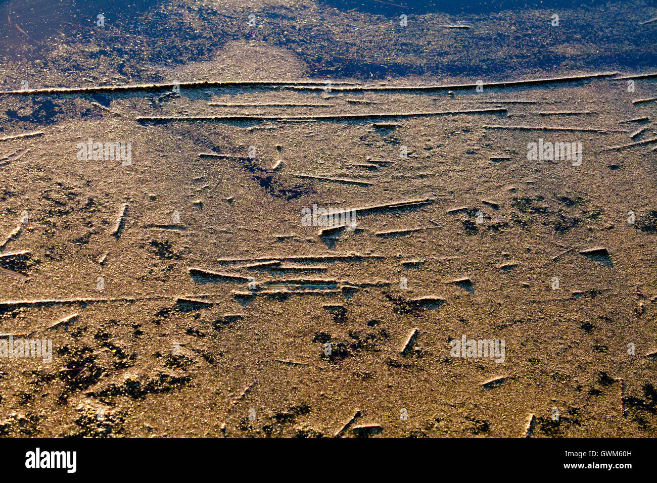 Biological pollution in meadows in Kampinoski National Park, Mazovia ...