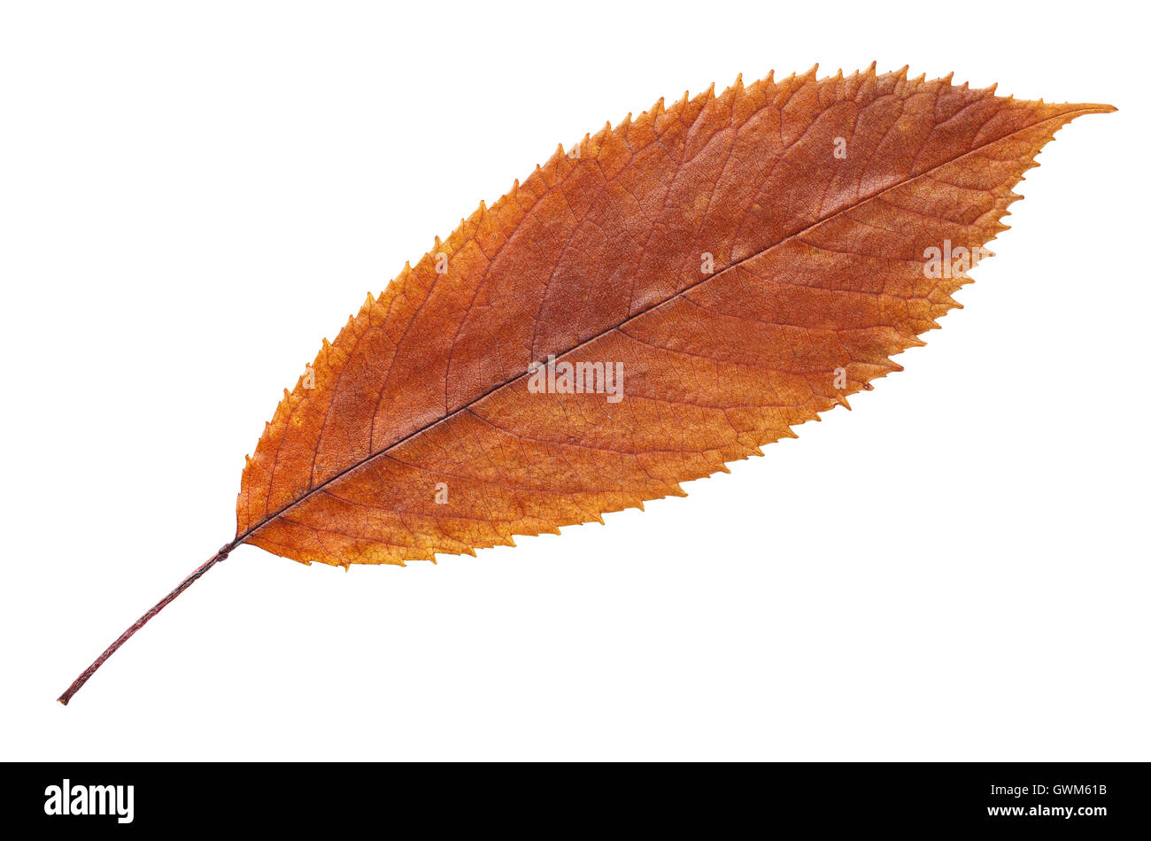 autumn brown fall leaf isolated on white, way in path Stock Photo - Alamy