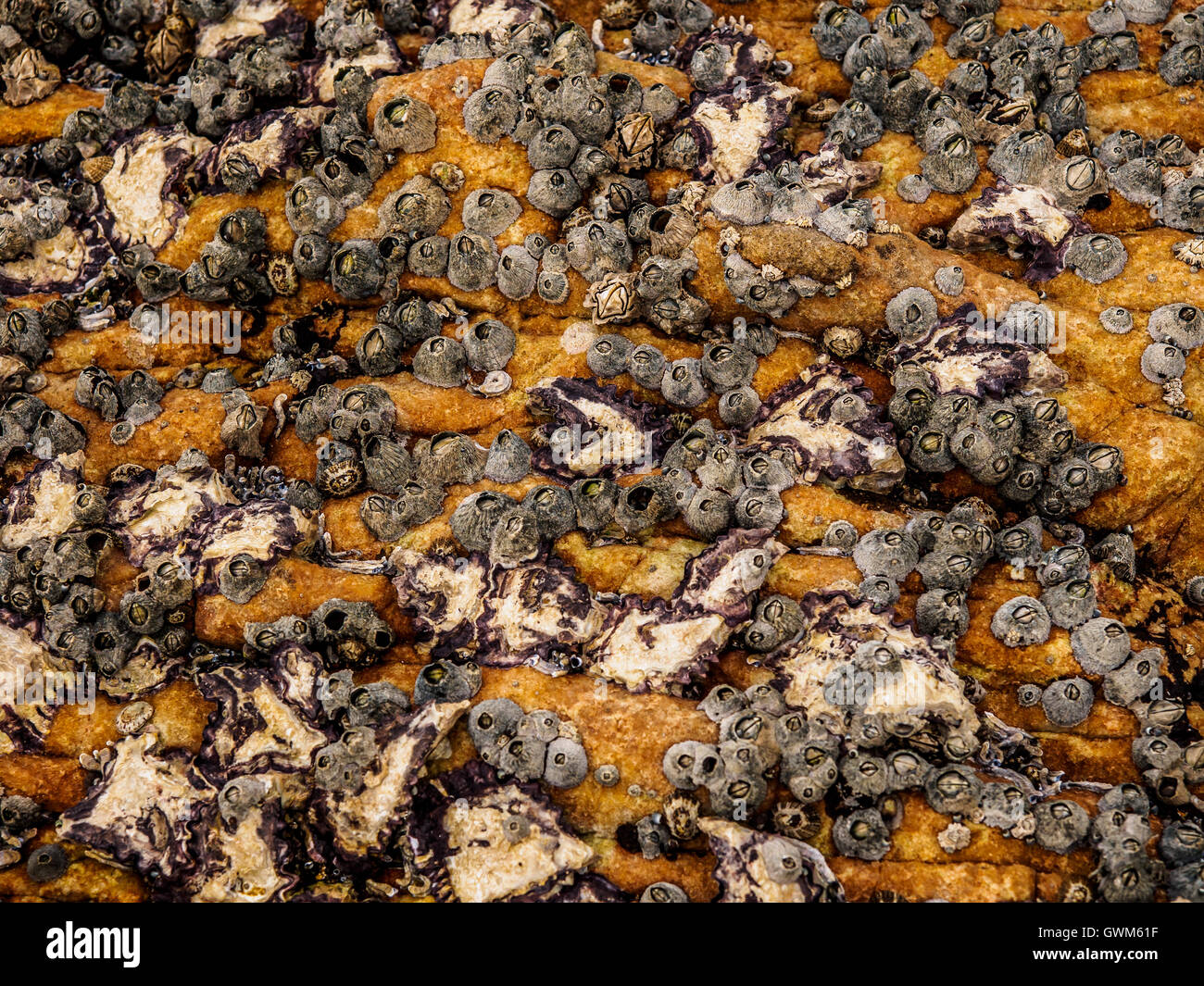 Barnacles cling to the rocks in rock pools at Port Edward in the ...