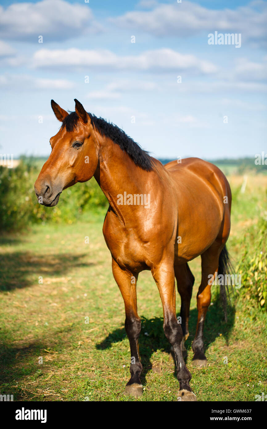 Beautiful horse grazing in field hi-res stock photography and images ...