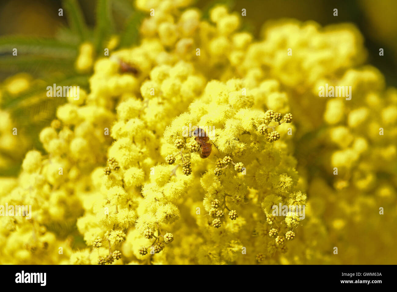 Honey bee Latin apis mellifera collecting pollen on mimosa acacia ...