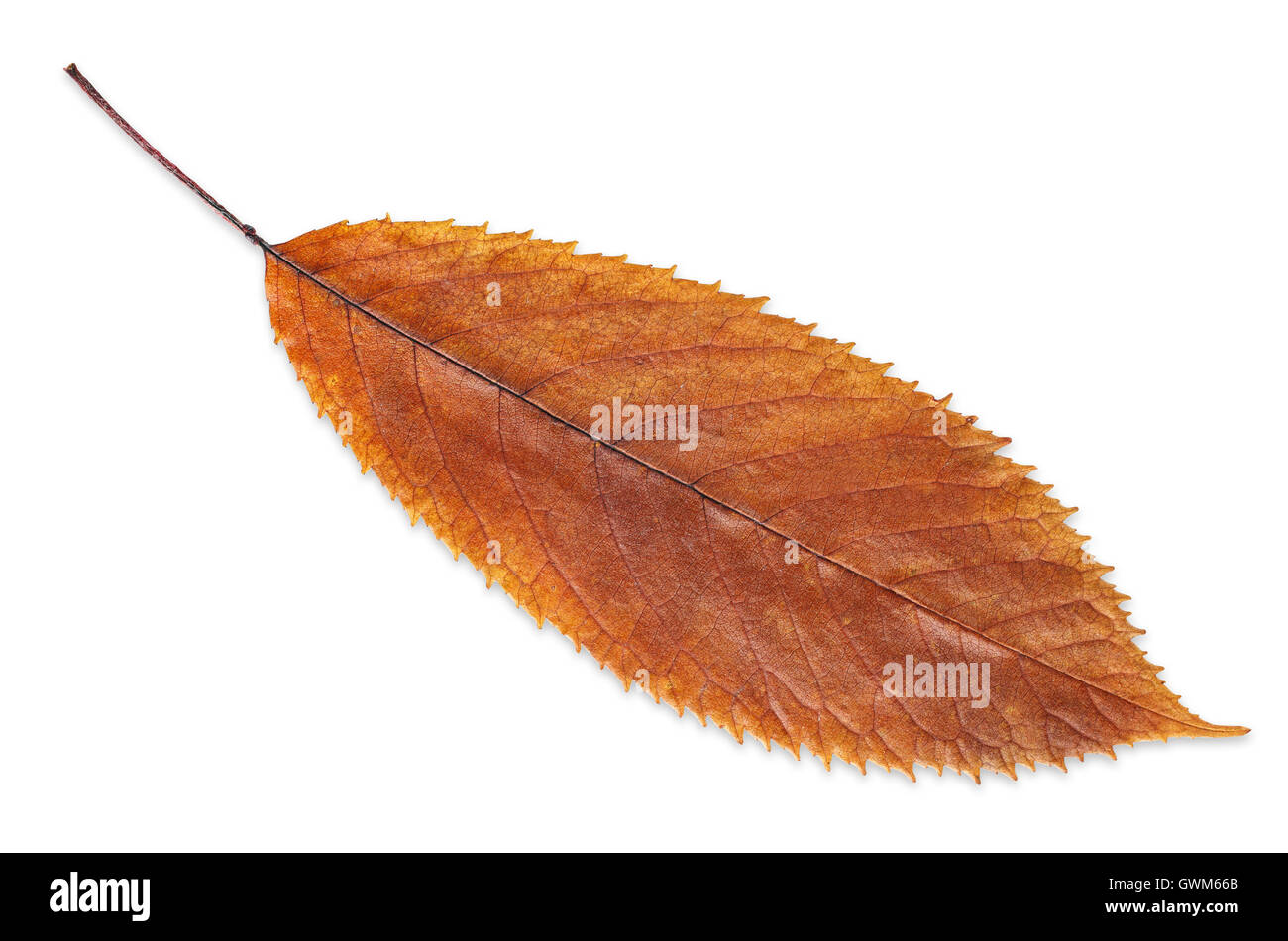 autumn brown fall leaf isolated on white, way in path Stock Photo - Alamy