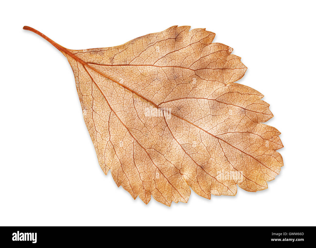 beautiful gray dry autumn leaves, way in path Stock Photo - Alamy