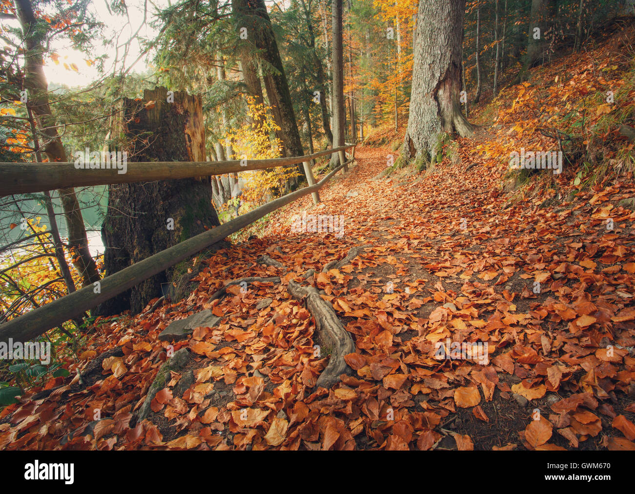 Trail covered fallen autumn leaves is lined with trees displaying ...
