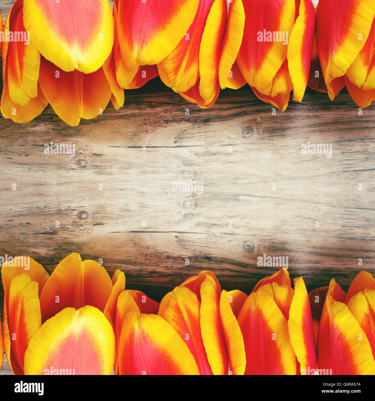 tulips lined up in a line on wooden background with space for text ...