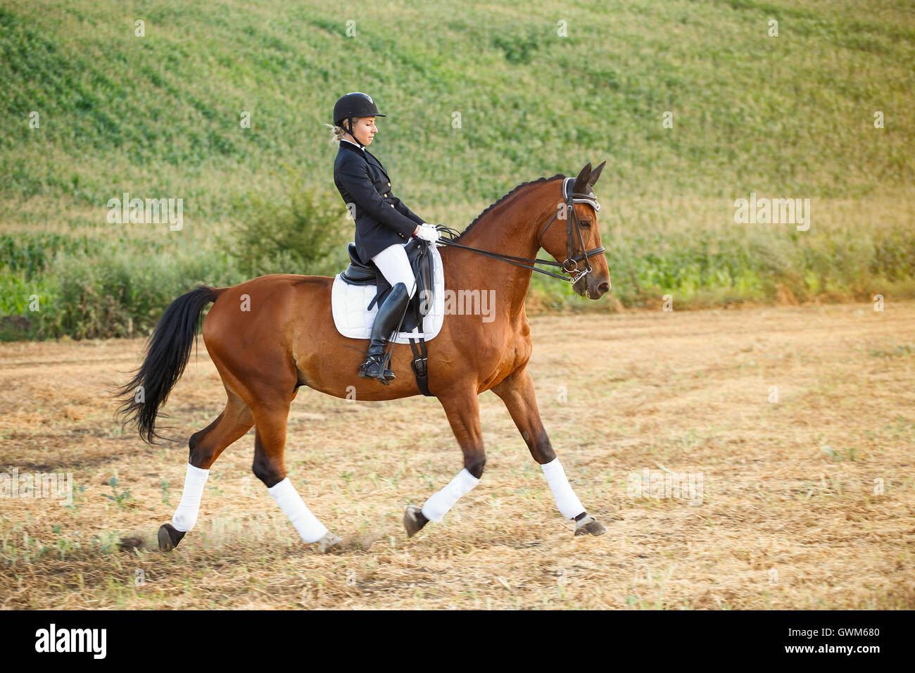 Woman riding brown horse wearing hi-res stock photography and images ...