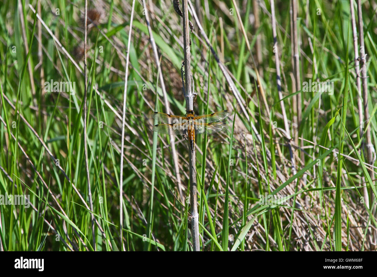 Four spotted chaser white hi-res stock photography and images - Alamy