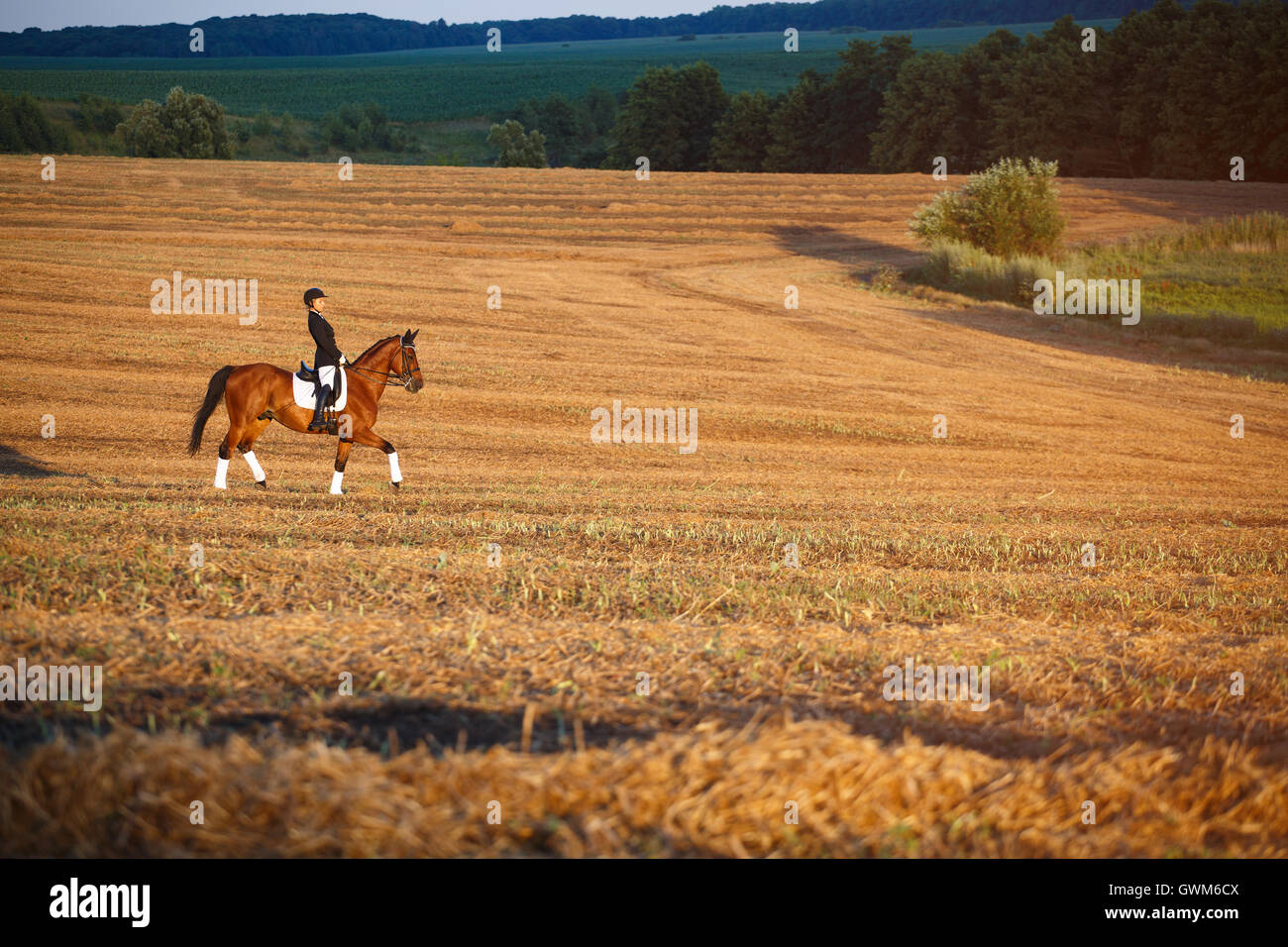 woman riding brown horse wearing helmet in field Stock Photo - Alamy