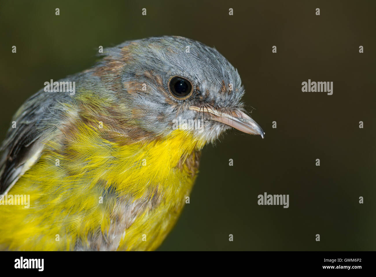 Eastern Yellow Robin Stock Photo - Alamy