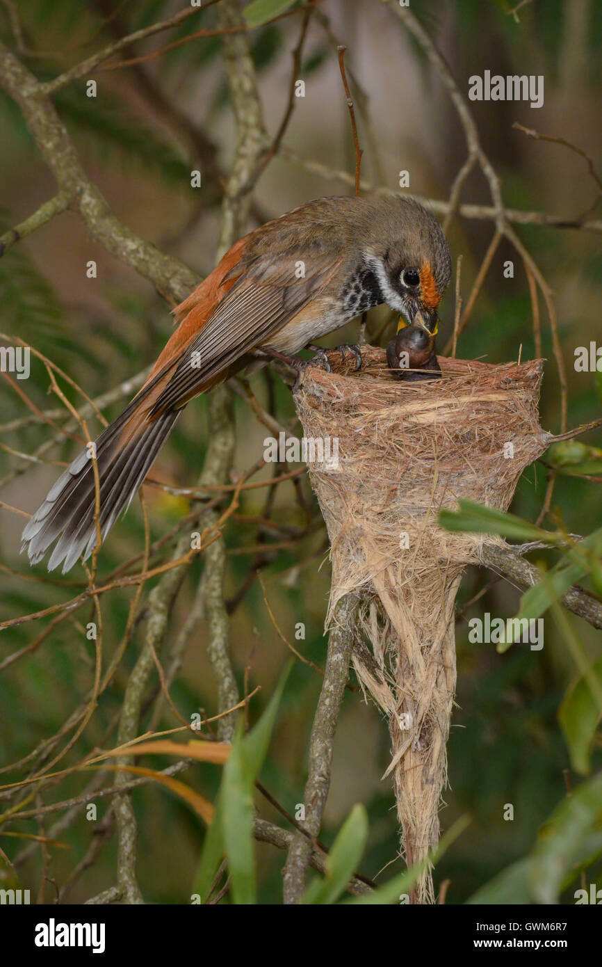 Australian fantail hi-res stock photography and images - Alamy