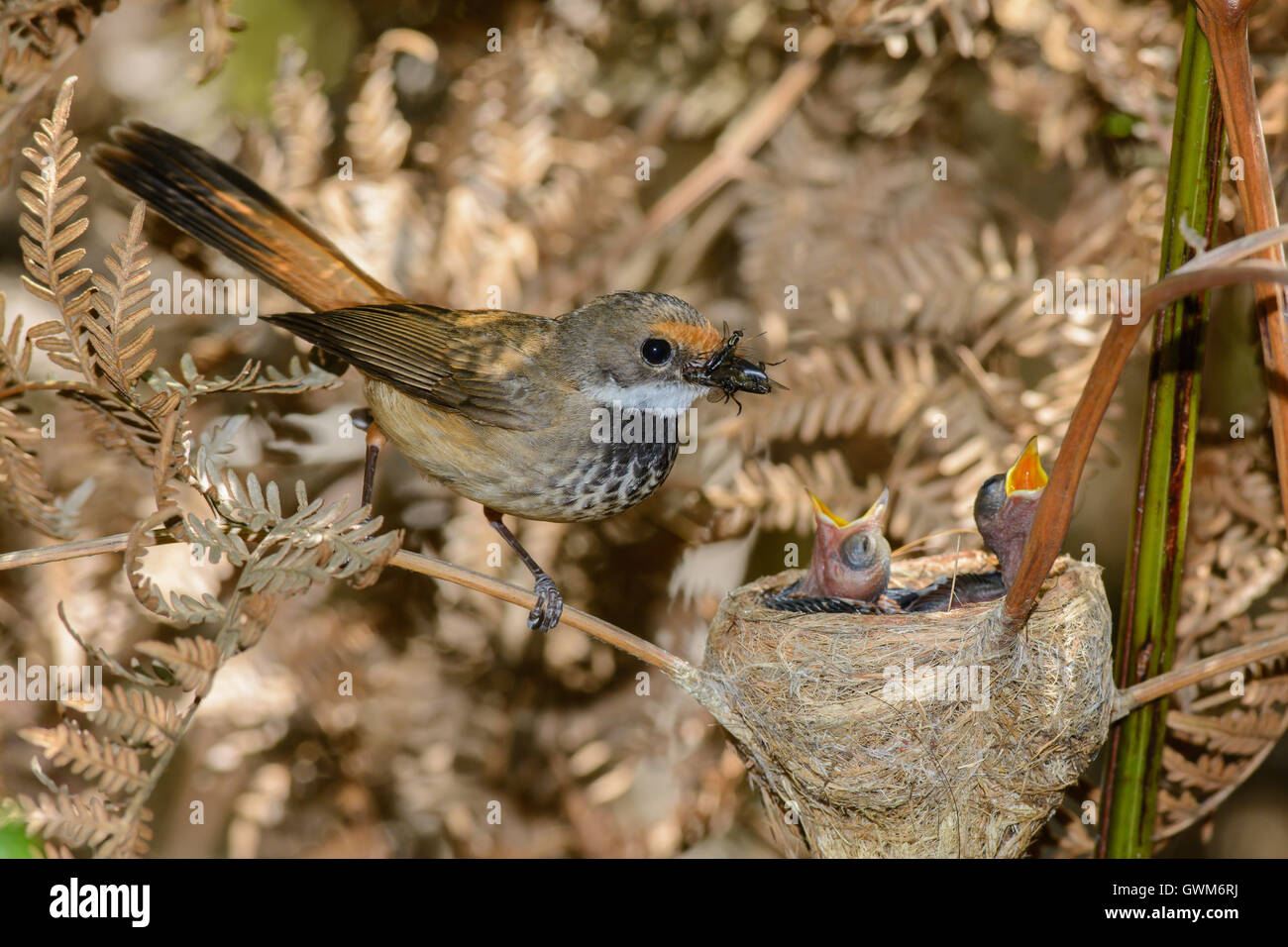 Nesting Rufous Fantail Stock Photo - Alamy