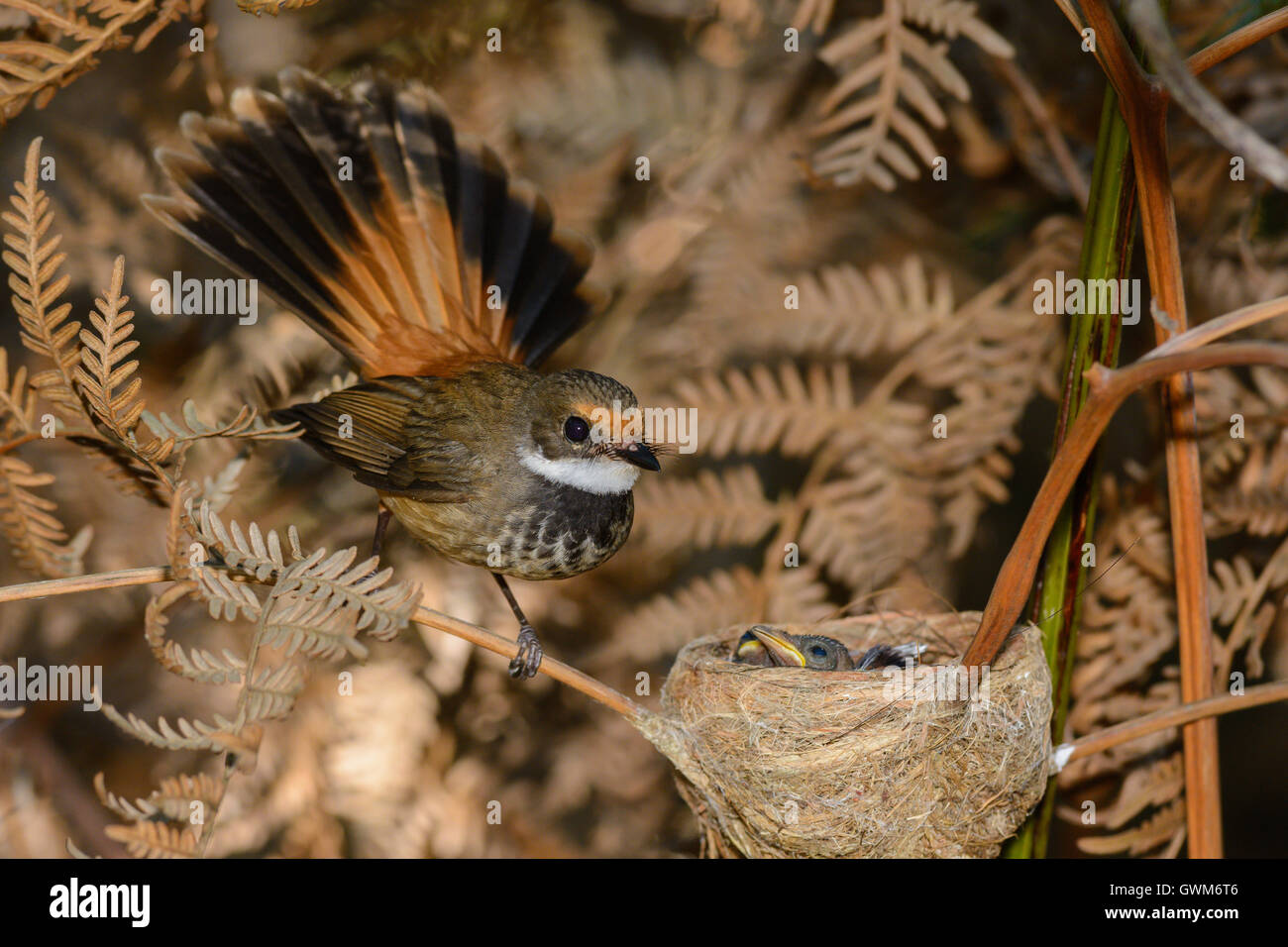 Fantail bird hi-res stock photography and images - Alamy
