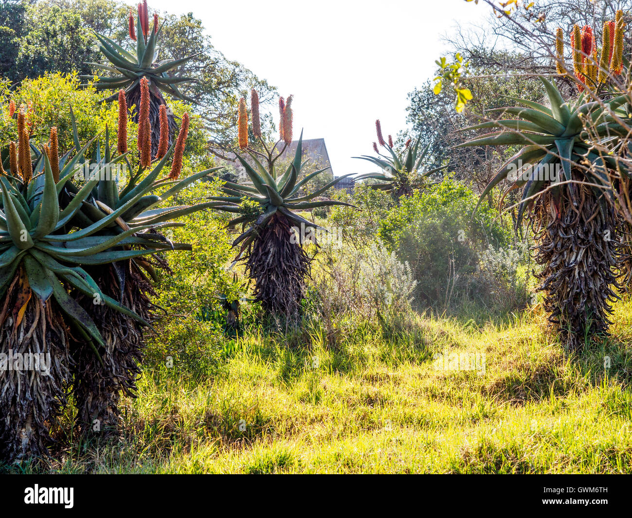 Aloe trees, in bloom, stand majestically in their natural habitat in ...