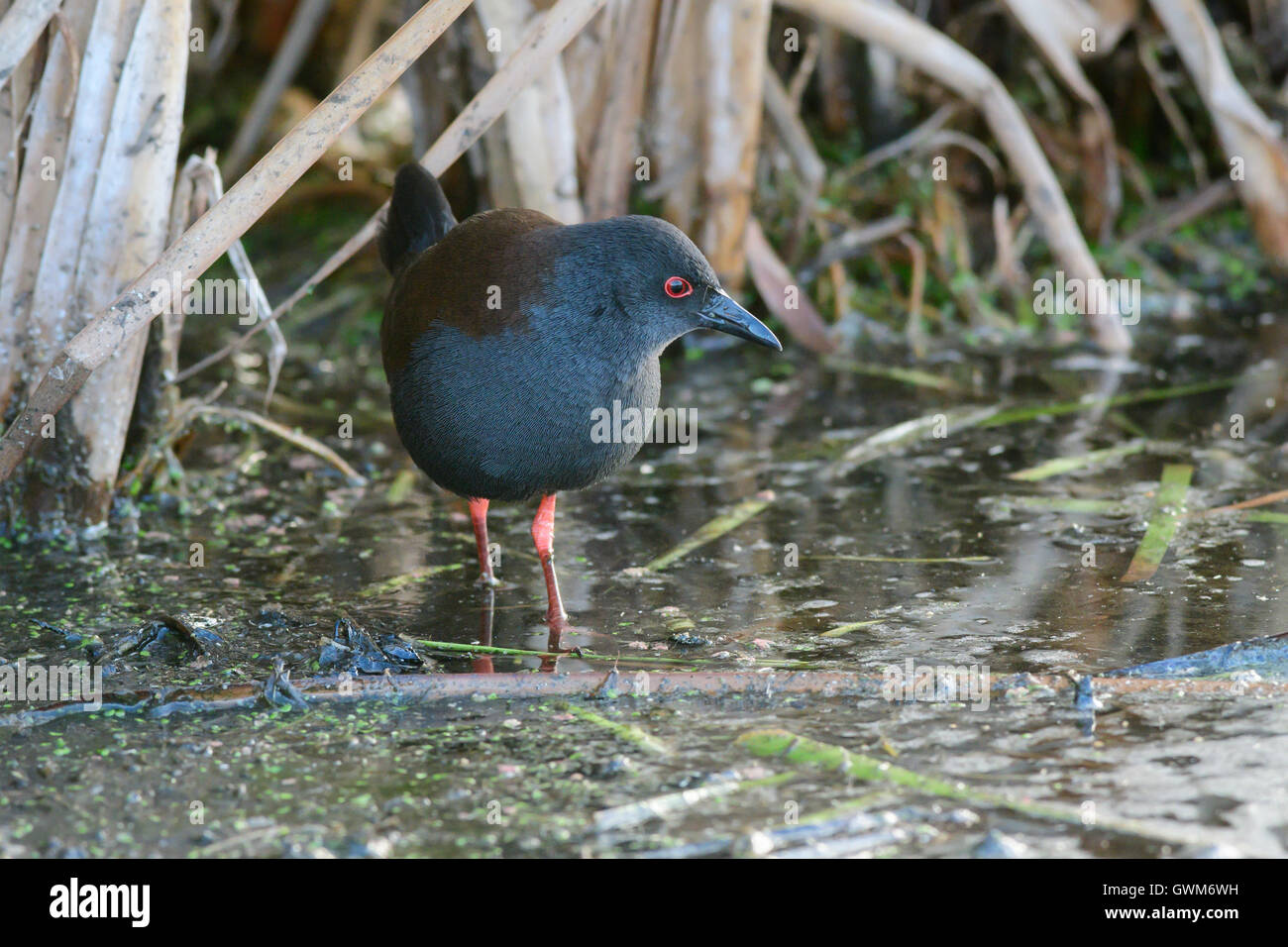 Spotless crake porzana tabuensis hi-res stock photography and images ...