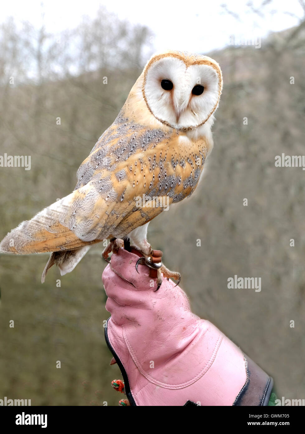Barn owl, held on glove Stock Photo - Alamy
