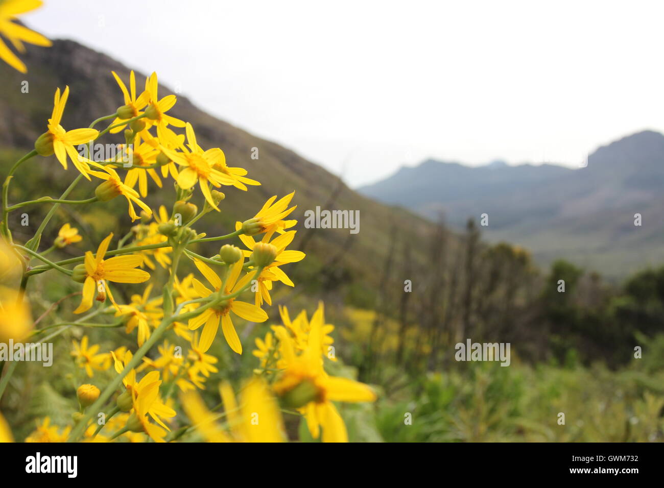Hike flowers hi-res stock photography and images - Alamy