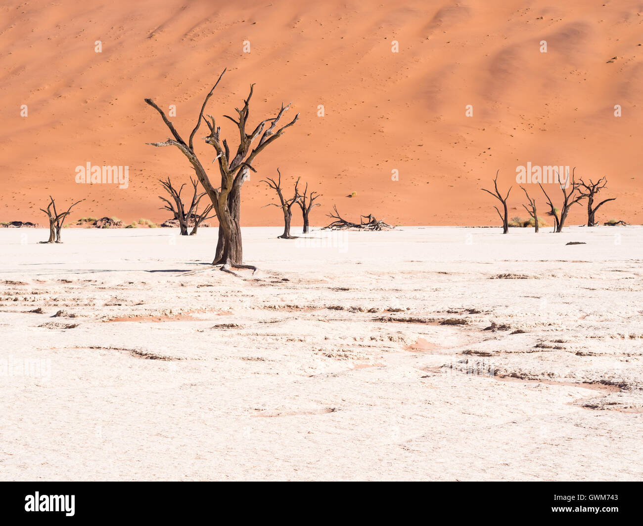 Dead trees at the namib desert in namibia hi-res stock photography and ...