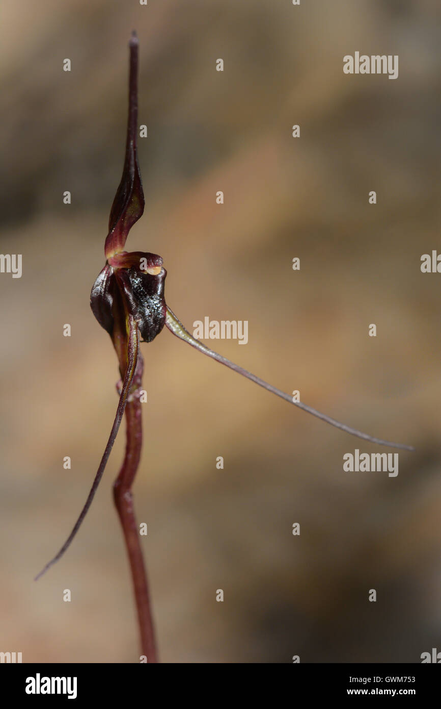 Australian native orchids hi-res stock photography and images - Alamy