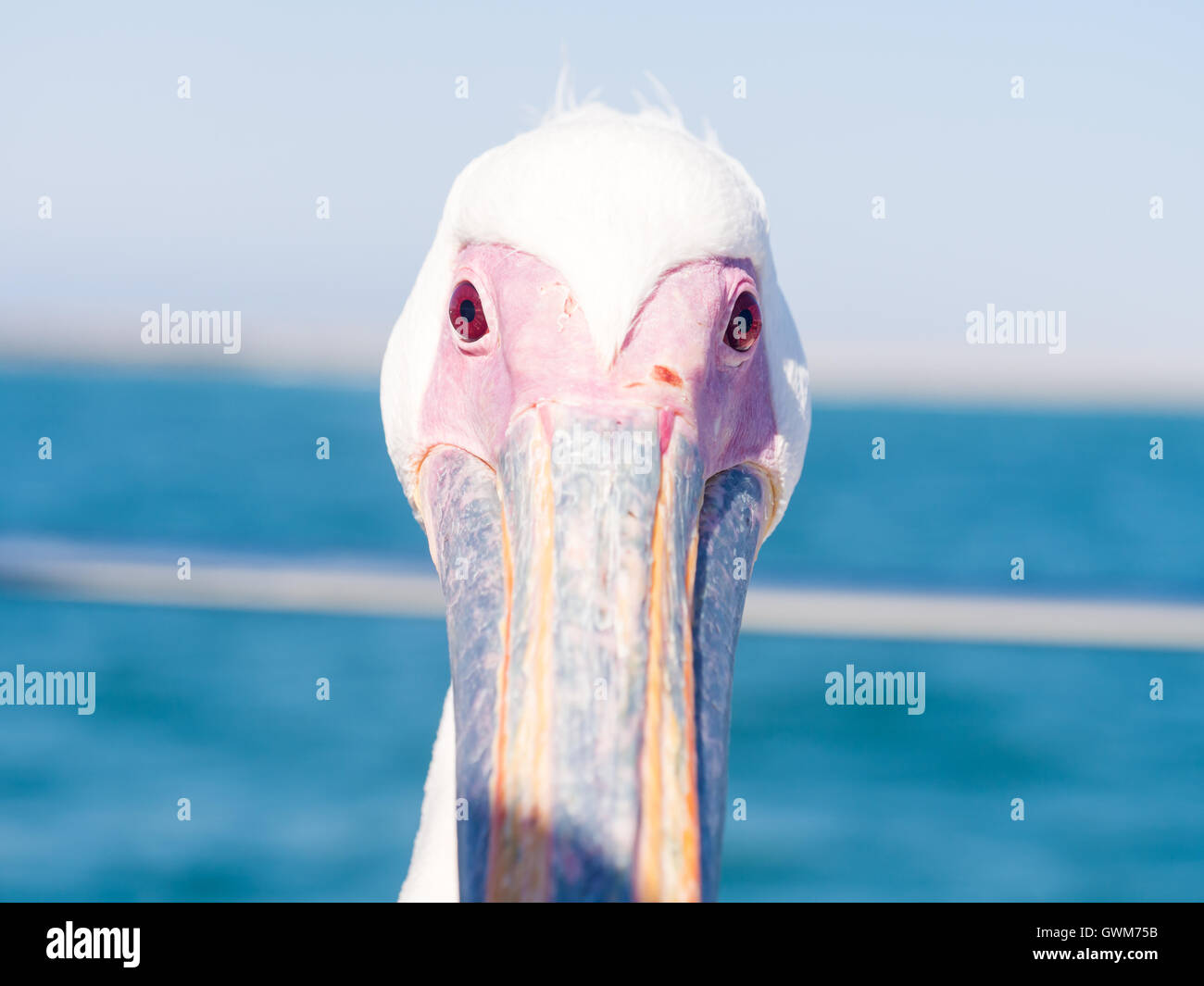 Pelican eye hi-res stock photography and images - Alamy