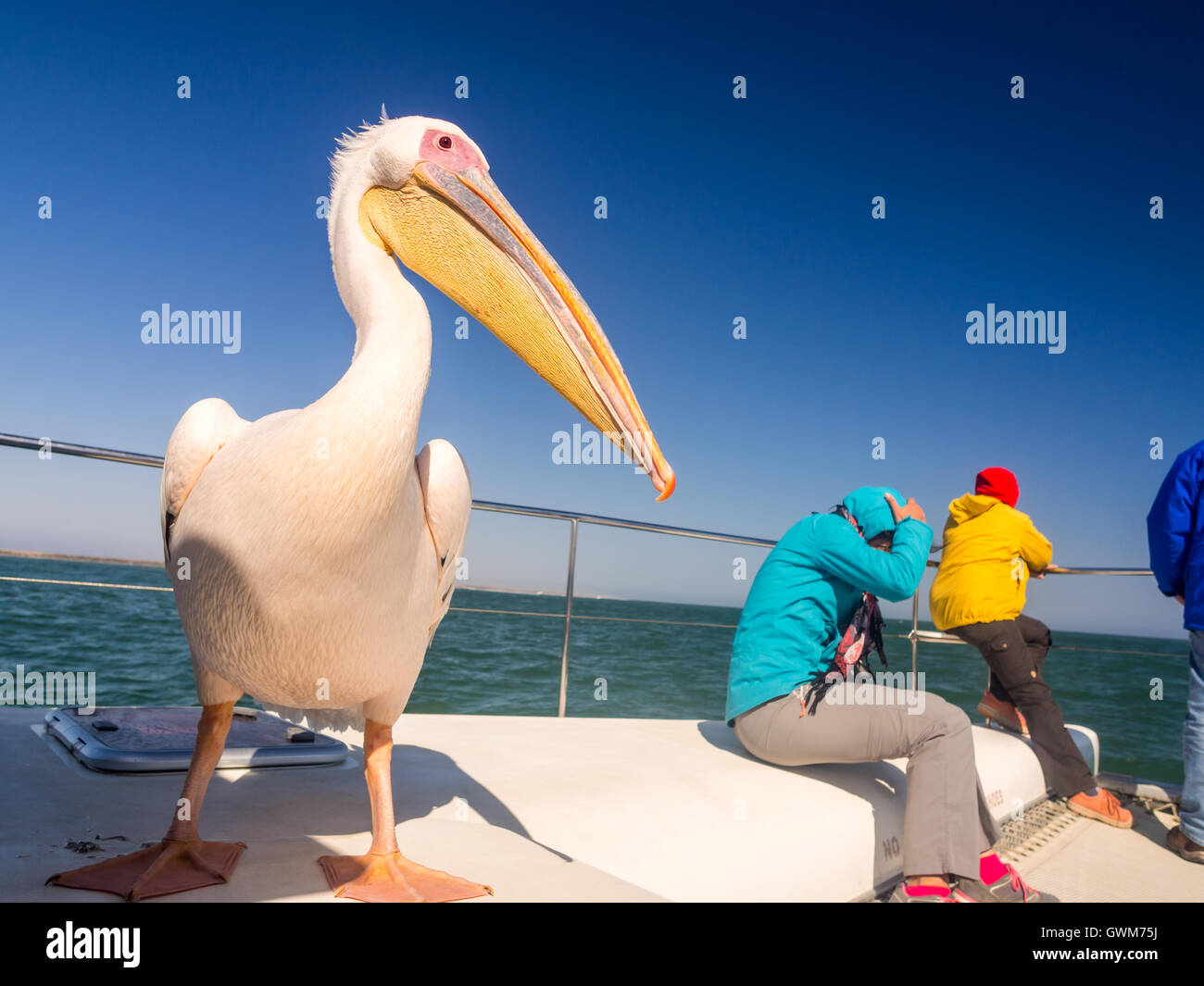Pelican sitting hi-res stock photography and images - Alamy
