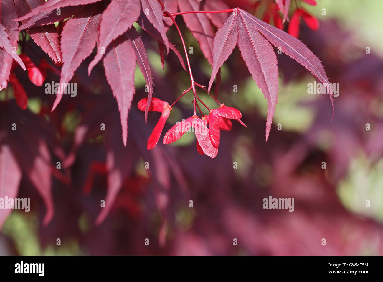 Japanese maple Latin name acer japonicum and bright red ripening seed ...