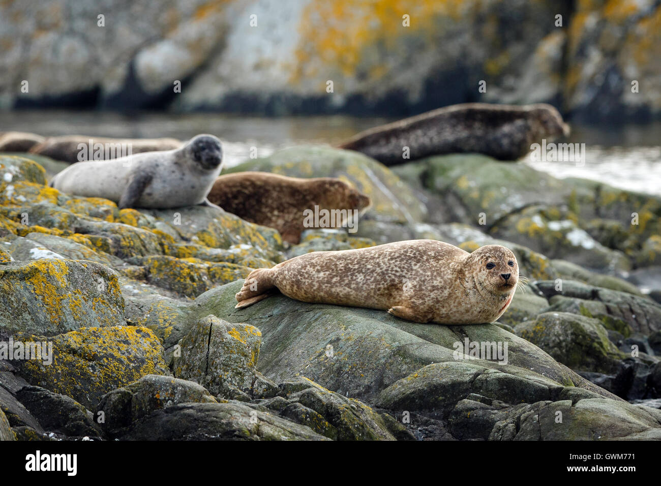 Seals on the rocks hi-res stock photography and images - Alamy